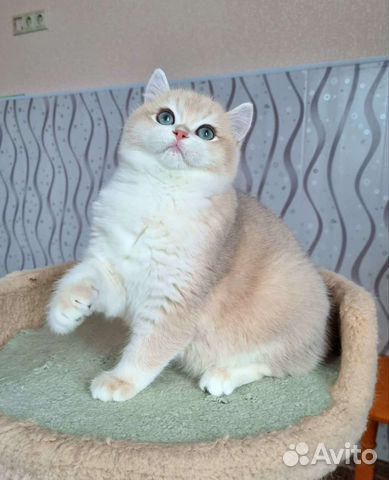 Нежный котик голубое золото