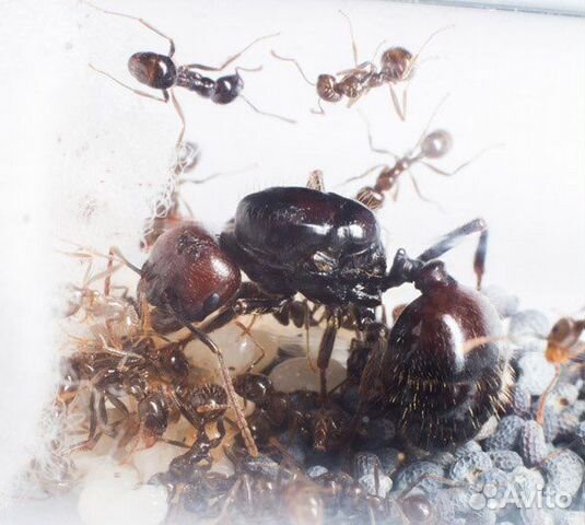 Муравьи Messor barbarus