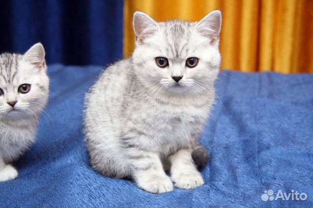 Британские котята