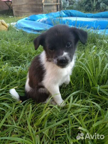 Щенок в добрые руки маленькой собаки