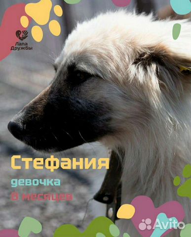 Собака Стефания