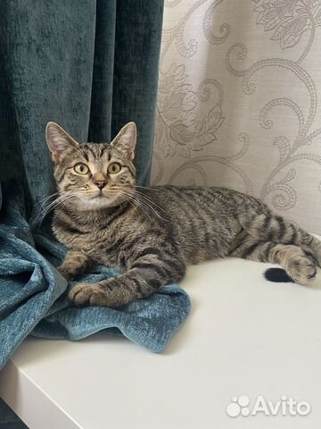 Тигровая кошка ищет дом