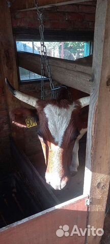 Продам айширскую корову
