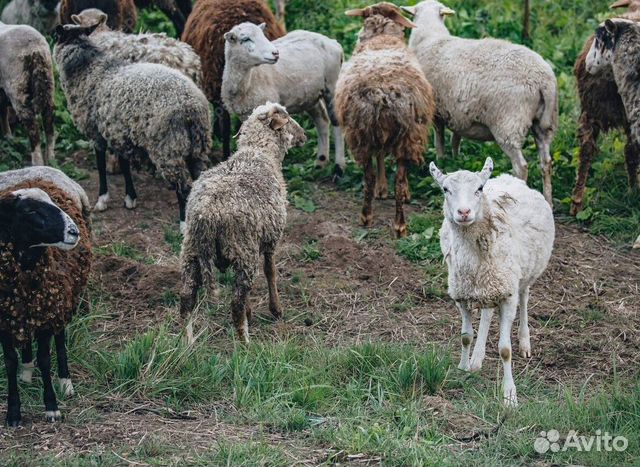 Барашки 2022 г. живым весом