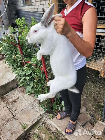 Кролики великаны