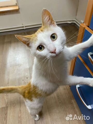 Кот Лютик