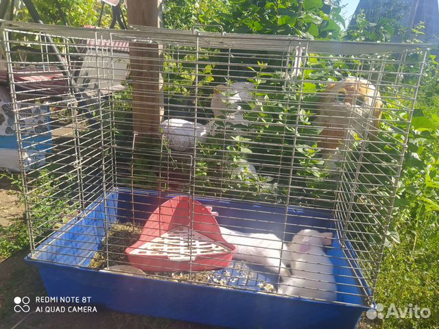 Декоративные кролики