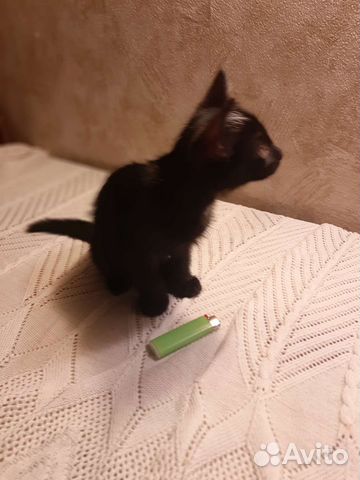 Котенок бесплатно, черный, мальчик, 2 мес