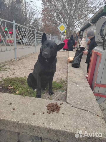 SOS Багира ждет друга- доброго хозяина