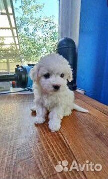 Бишон фризе