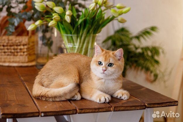 Британский котик яркое золото