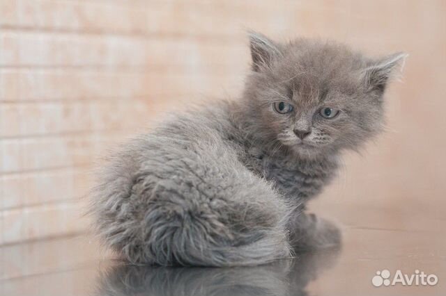 Котенок мальчик нибелунг из приюта