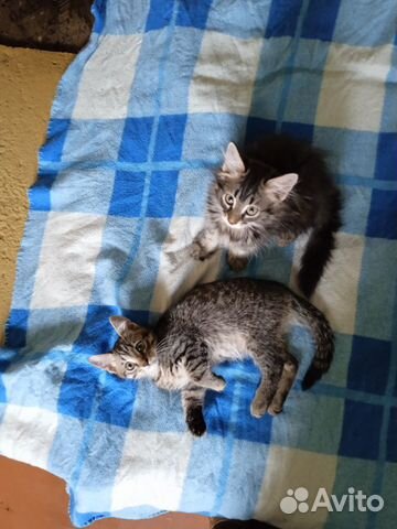 Замечательные котята