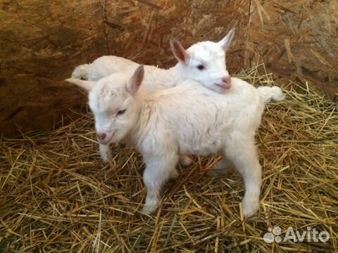 Чистокровные зааненские козочки