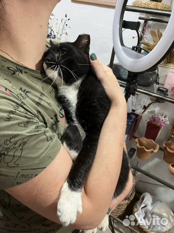 Кот Михалыч