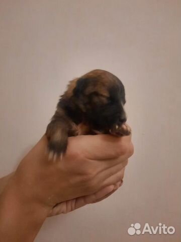 Малыши ищут дом