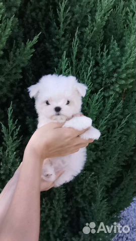 Микро мальчик