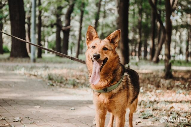 В поисках дома Липа в приюте тоскует без человека