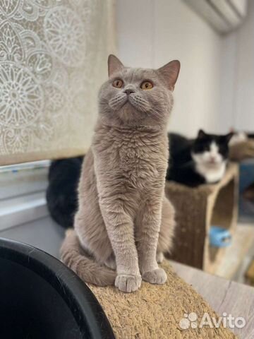 Британская кошка лилового окраса