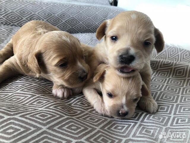 Мальтипу f1 micro reserve ранний на июль месяц