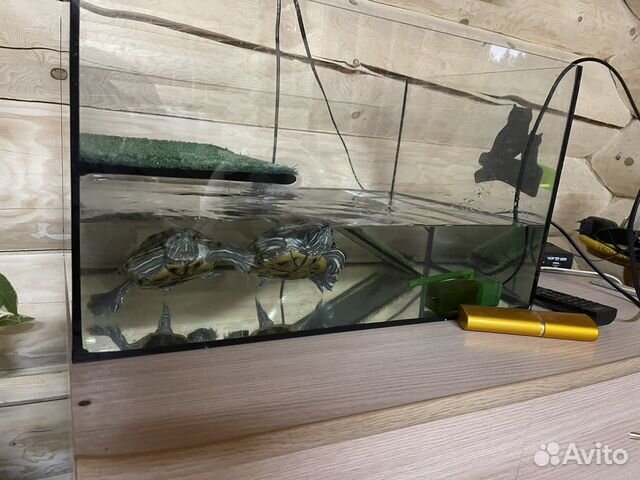 Красноухие черепахи