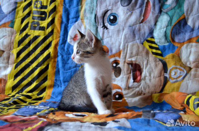 Породистого котёнка бесплатно хорошим людям