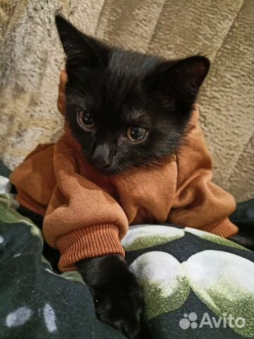 Бенгальские котята