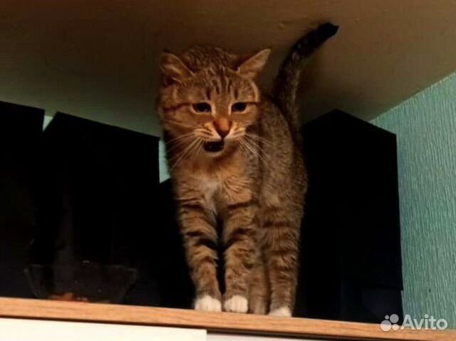 Кошка