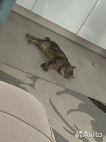 Шотландская прямоухая кошка