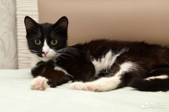 Черно-белый котенок девочка 6 мес. в добрые руки
