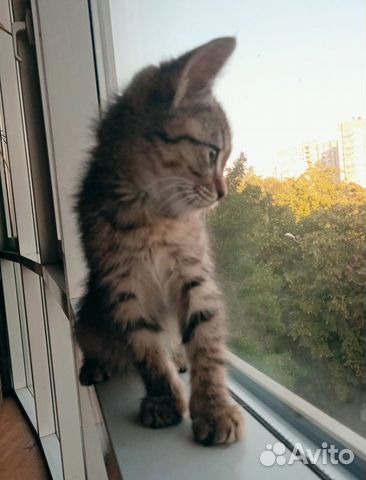 Лечебная кошечка-мурлыка