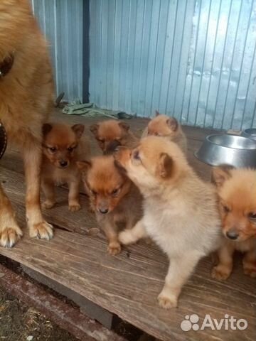 Карело финская лайка щенки