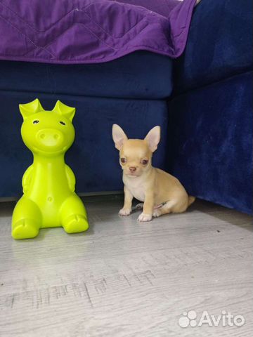 Очаровательный лисенок