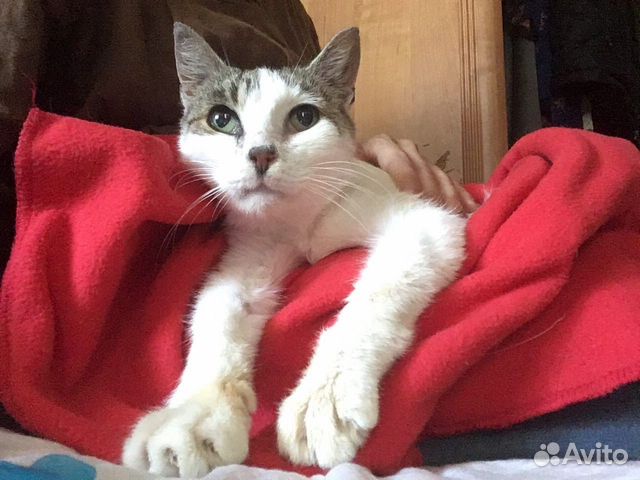 Кошечка ищет передержку