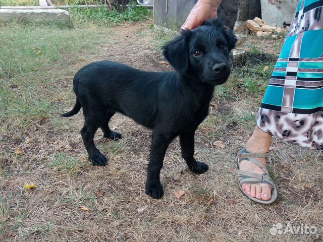 Отдам щенка метиса спаниеля