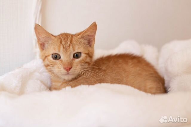 Рыжее солнышко в поисках родителей