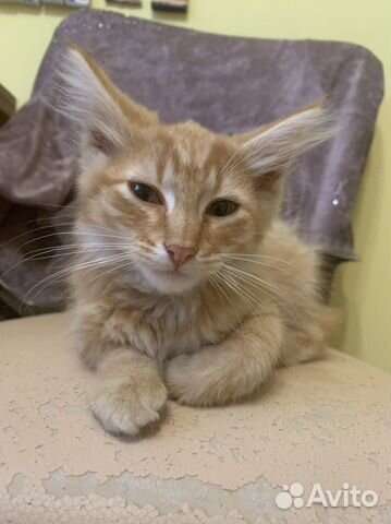 Рыжий котенок мальчик