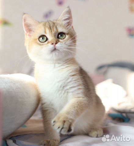 Котик скоттиш страйт золотого окраса