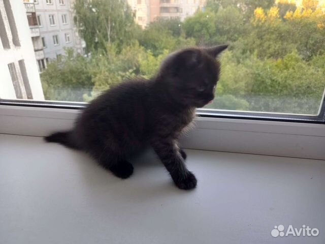 Британские котята (девочки)