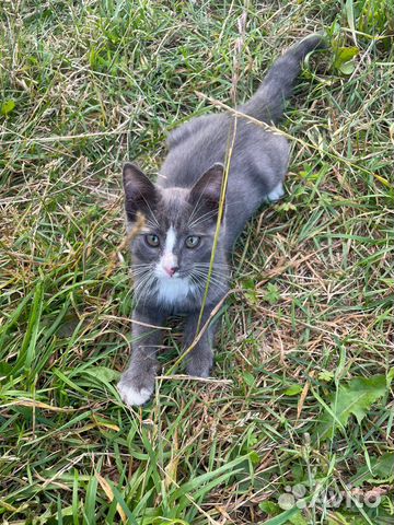 Котенок мальчик брошенный на даче