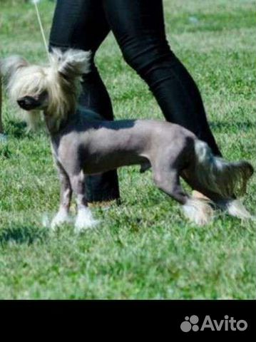 Кобель кхс вязка