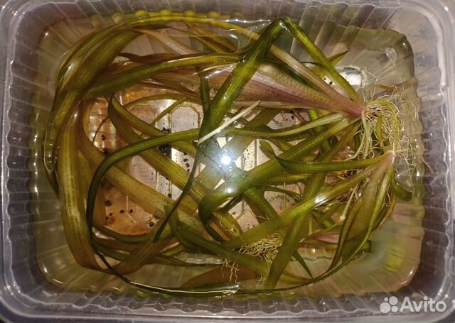 Аквариумные растения (прополка) бесплатно