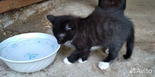 Замечательные котята ищут дом