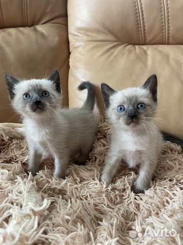 Сиамские котята