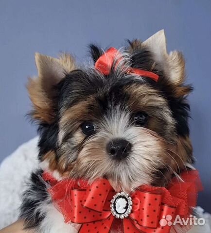 Шикарный мальчик Бивер