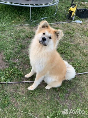 Японская акита-ину