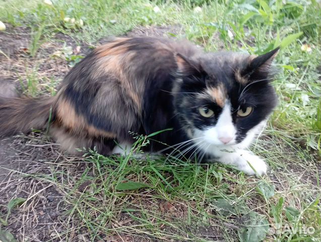 Отдаю кошку бесплатно, трëх цветная