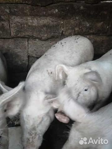 Поросенок ландрас