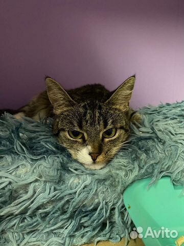 Кошка в дар бесплатно