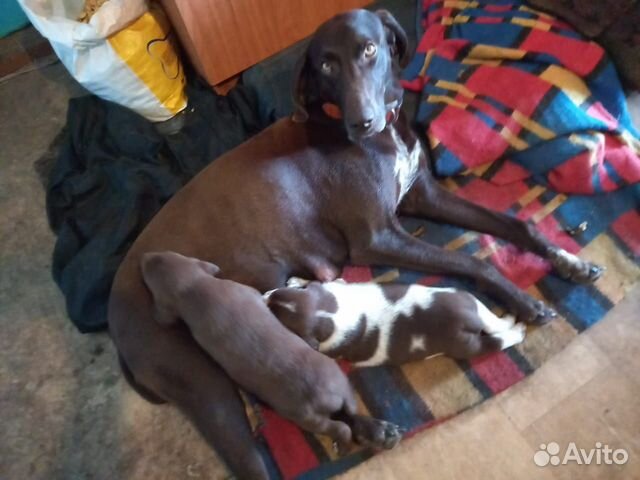 Щенки Курцхаара в добрые руки